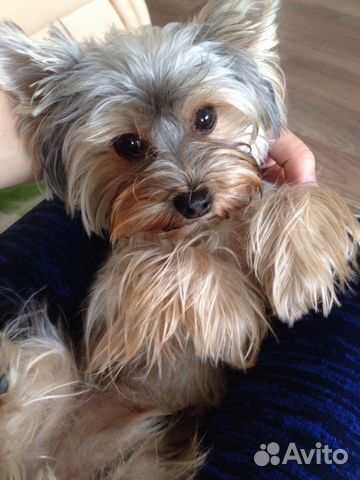 Пропала собака