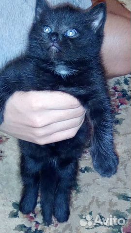Продаются замечательные котята