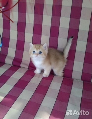 Золотая шиншилла британский котенок Матиас