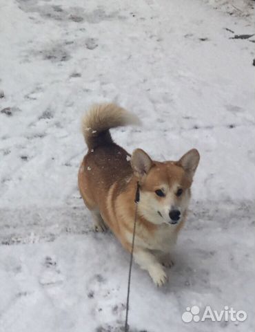 Кобель для вязки Вельш - Корги Пемброк