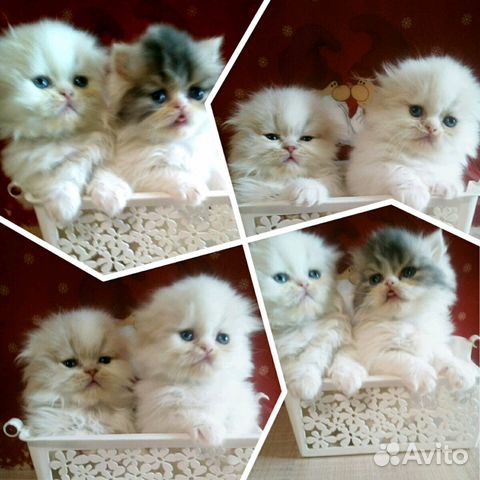 Шотландские котята