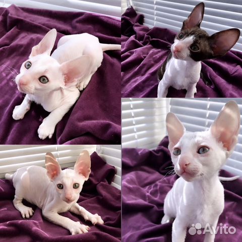 Продам котят Корниш-рекс