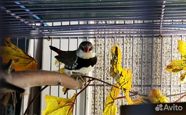 Бриллиантовые амадины