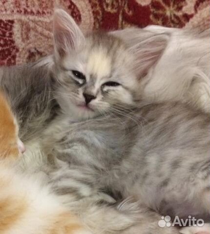 Метис девочка