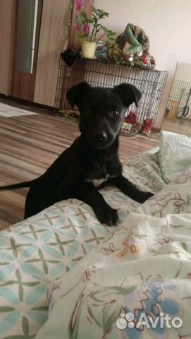 Моня ищет маму