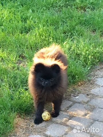 Пропала девочка шпиц