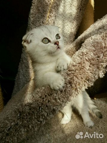 Нежная девочка Шотландская вислоухая