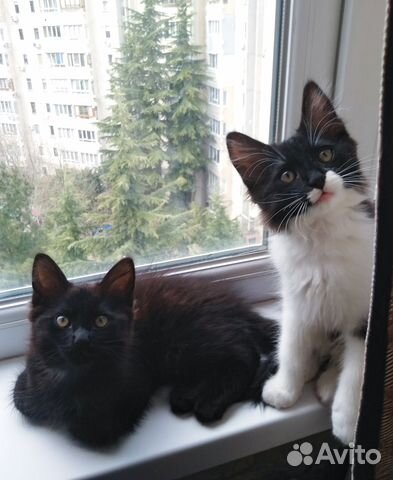 Отдам котят в добрые руки (Ангорские котята)