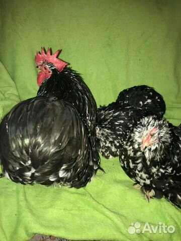 Карликовые кохи черный мрамор. 1+2