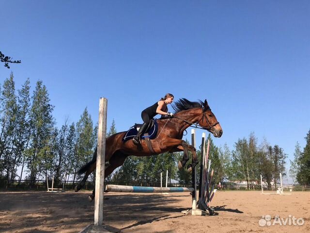 Продам кобылу