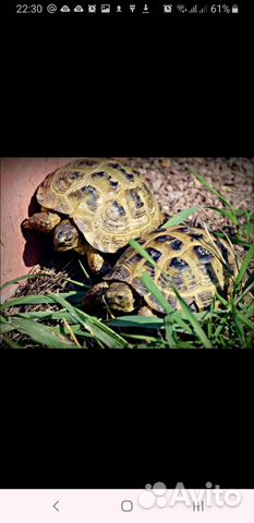 Черепахи сухопутные пара