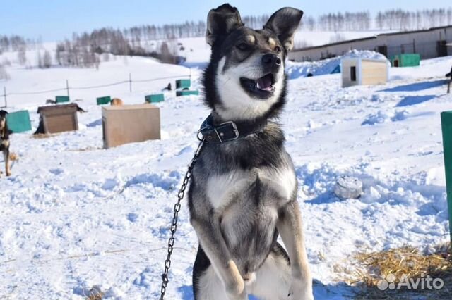 Собака в дар