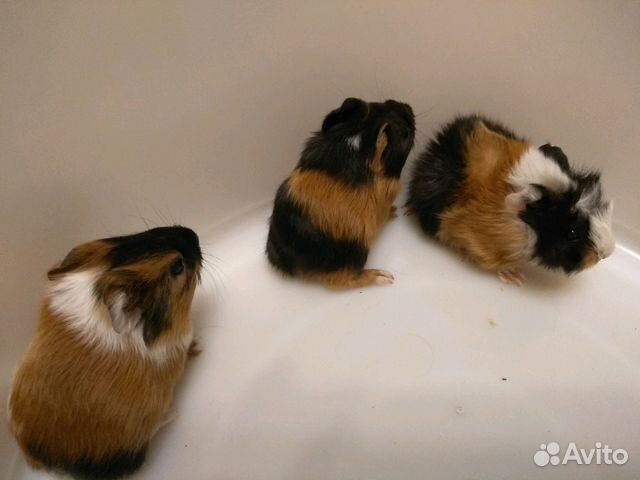 Морские свинки
