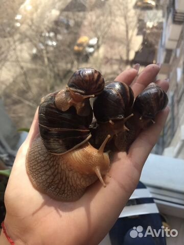 Улитки Ахатина продаю Москва