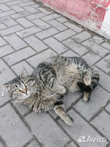 Котик в добрые руки