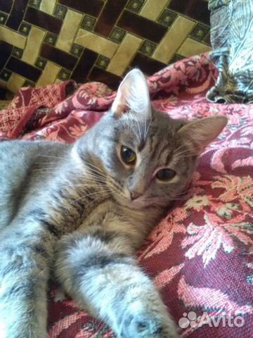Кошечка Матроскин