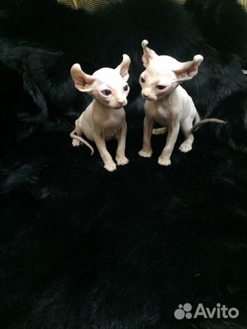 Канадский сфинкс Эльф