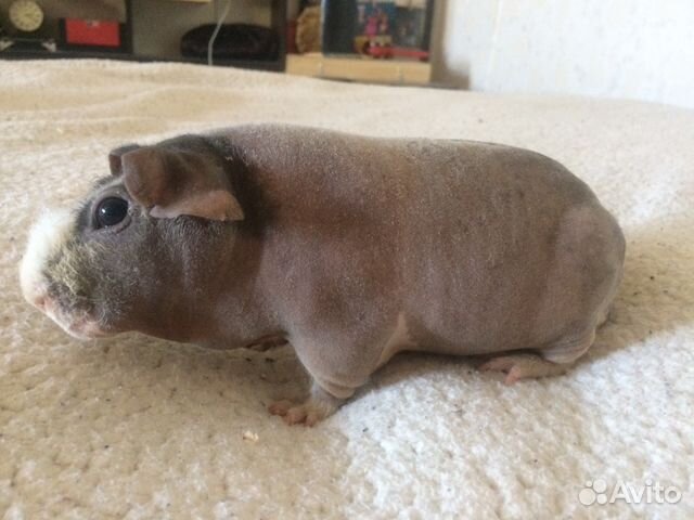 Морская свинка Скинни