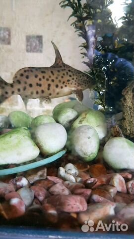 Сомик крапчатый