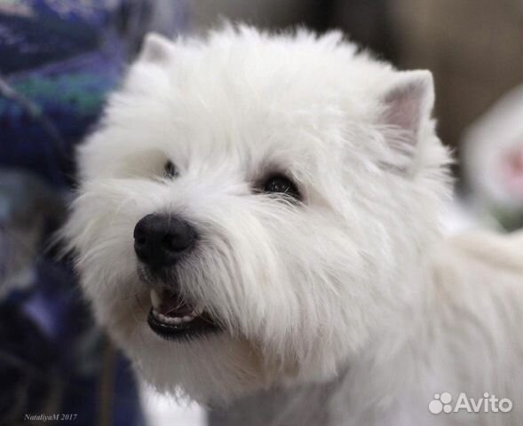 Щенки Вест Хайленд Вайт Терьера