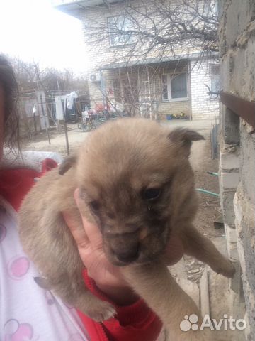 Щенки 1 месяц