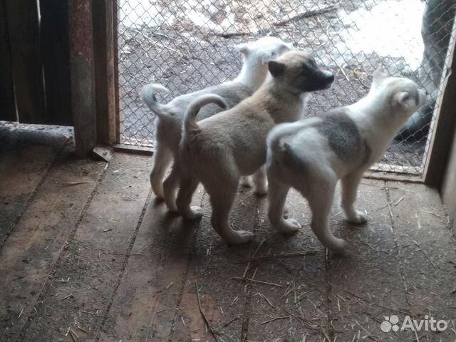 Продам щенков Западно Сибирской лайки