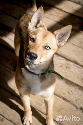 Голубоглазка