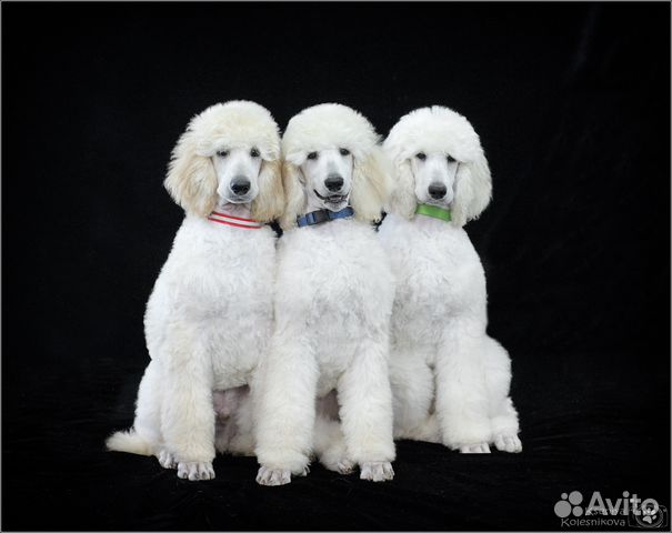 Щенки белого королевского пуделя