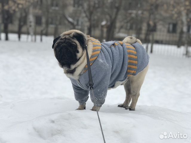 Вязка, кобель 2,10 года