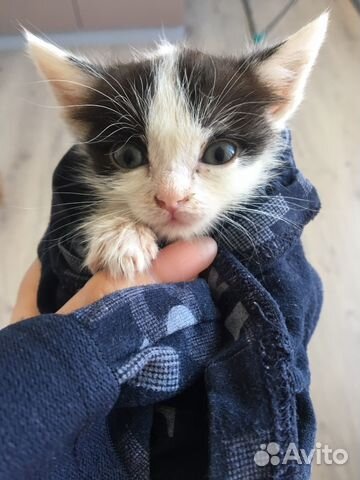 Котёнок мальчик
