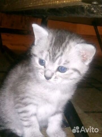 Продаю британских котяточек