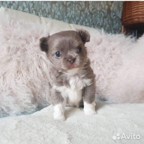 Лиловая д/ш девочка чихуахуа стандарт