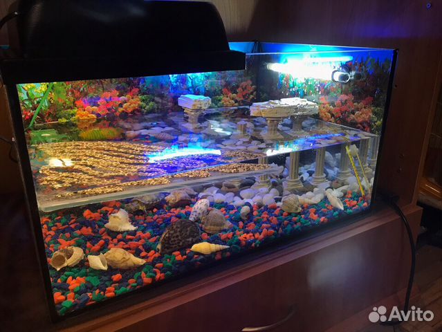 Красноухие черепахи