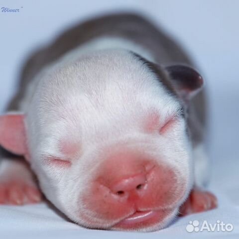 Голубая девочка Ам.стаффик (Документы)