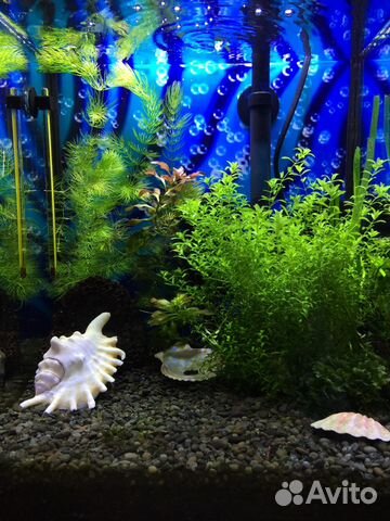 Аквариумные креветки Вишни (Черри)