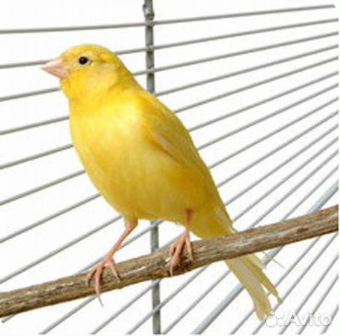 Канарейка (персиковый окрас)
