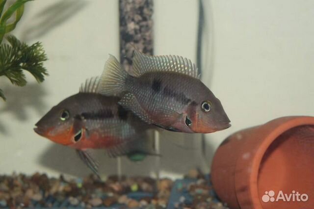 Цихлазома Меека и сиамский водорослеед