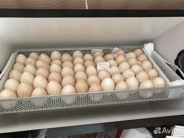 Продам индюшат тяжелого кросса Хайбрид Конвертер