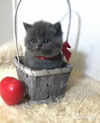 Плюшевые экзоты