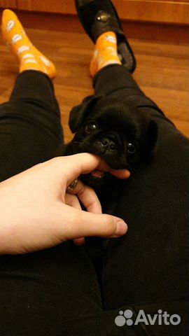 Мопс+чарльз кинг 1,5 месяца