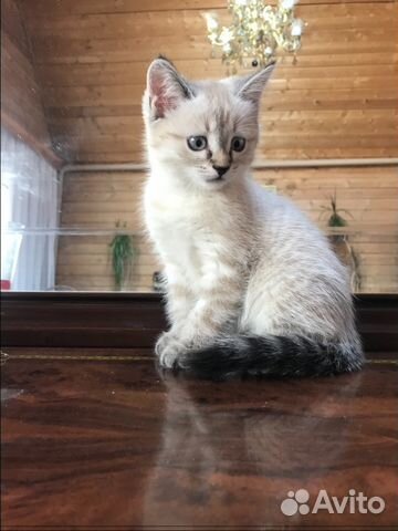 Голубоглазый котенок