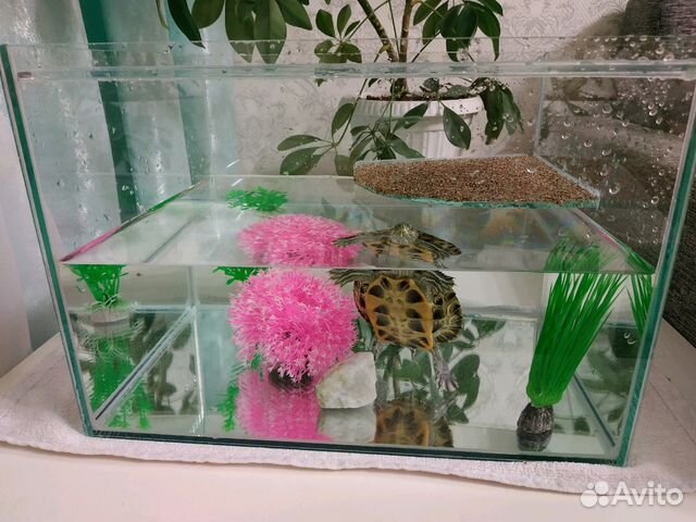 Красноухая черепашка