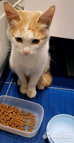 Котёнок в добрые руки