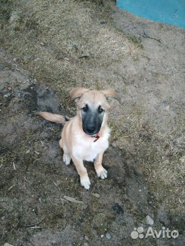 Щенок бесплатно