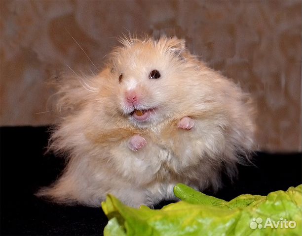 Сирийский хомяк