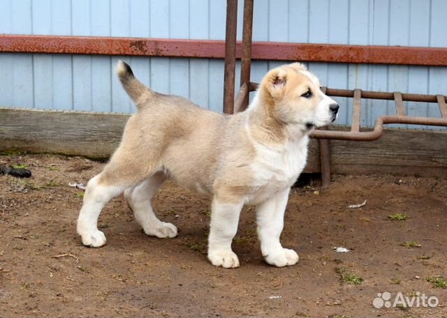 Алиментный щенок кобель, сао