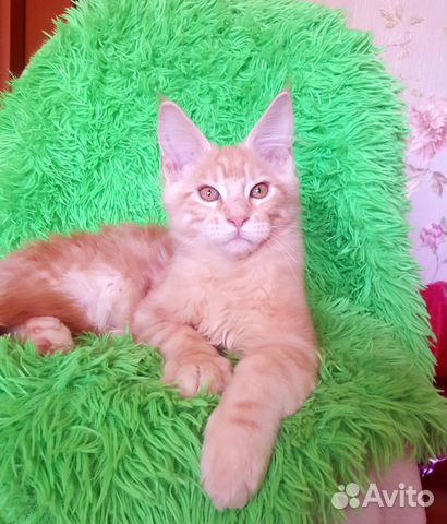 Красивый мощный котик