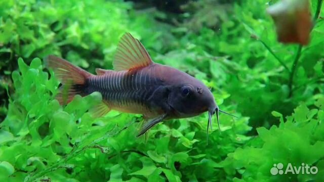 Коридорас венесуэла блэк