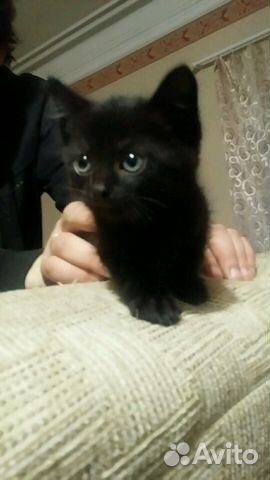 Угольный котенок в поисках дома