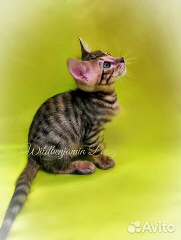 Тойгер. Два мальчика